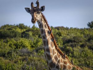 Photo Safari | Majeje Africa Safaris