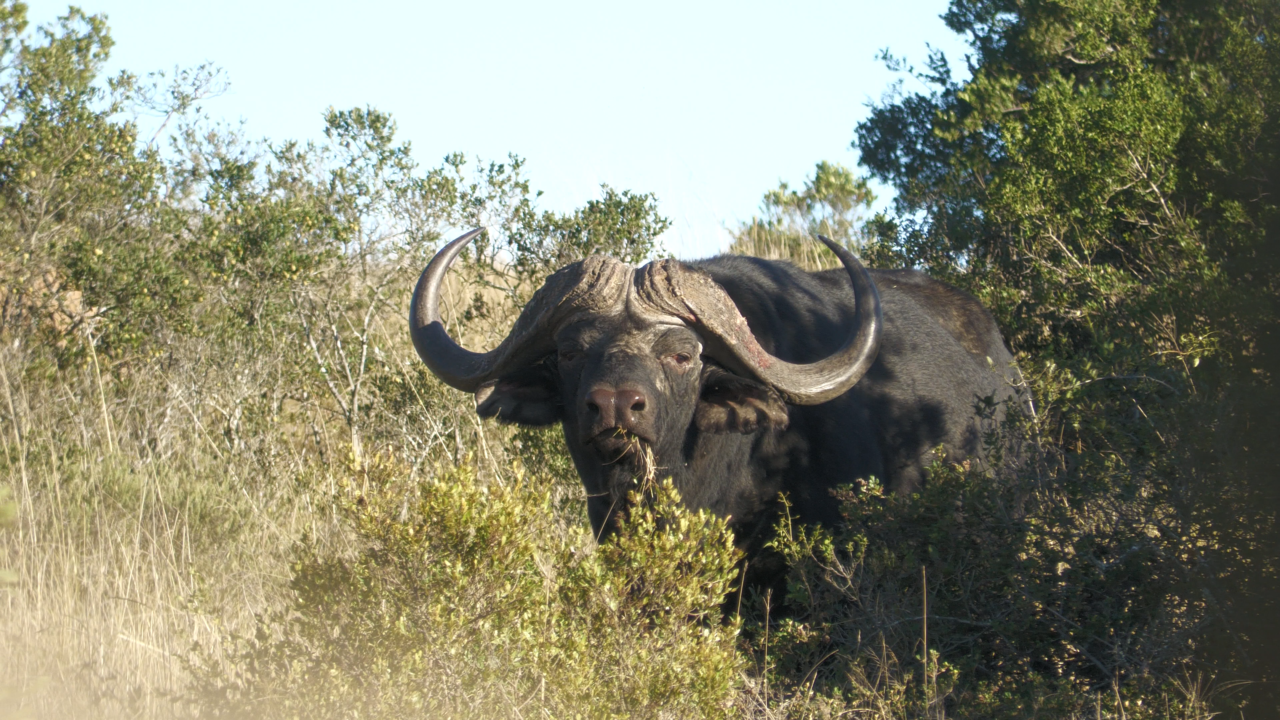 Photo Safari | Majeje Africa Safaris